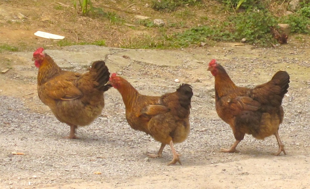 Cross River, Chickens on The Queue? – CrossRiverWatch