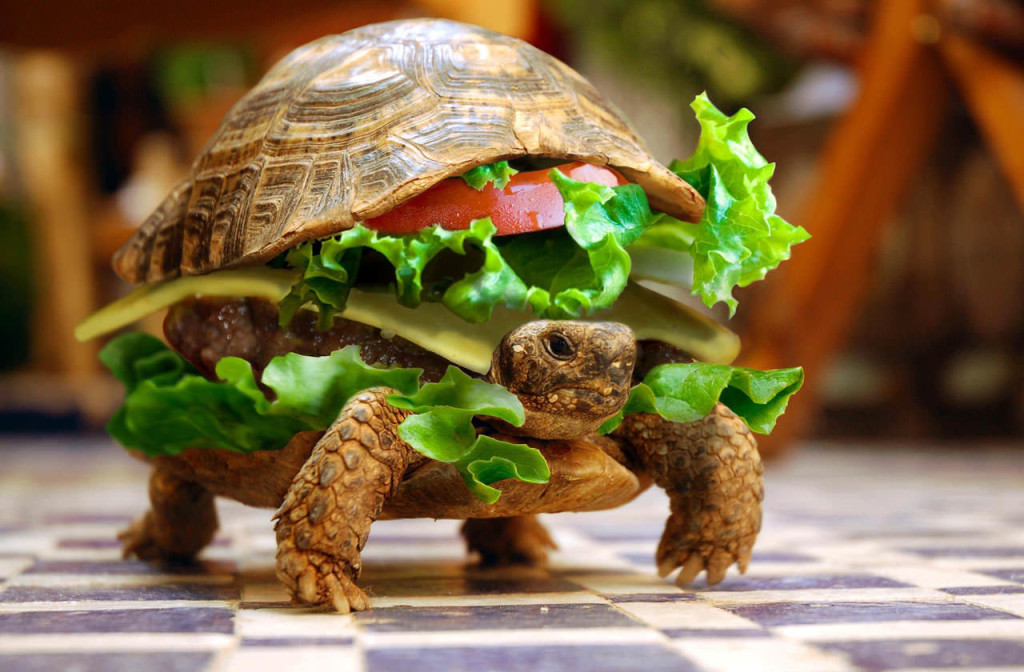 Turtle burger – CrossRiverWatch