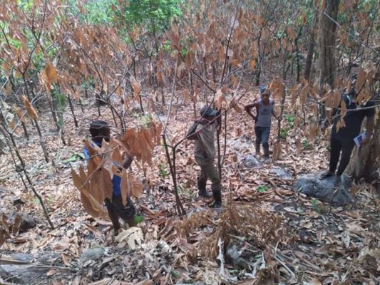 Fire Destroys Economic Crops Worth Millions Of Naira In Boki LGA ...