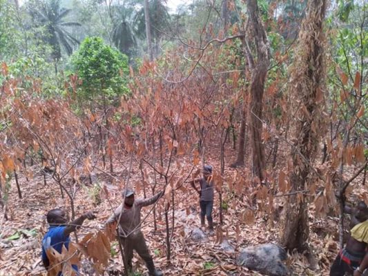 Fire Destroys Economic Crops Worth Millions Of Naira In Boki LGA ...