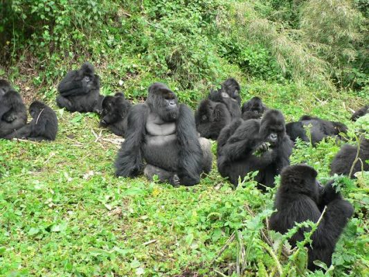 Only 100 Left Of Endangered Cross River Gorillas – Group – CrossRiverWatch
